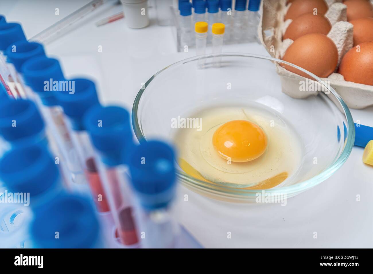 Testing eggs in laboratory for salmonella. Food quality control Stock ...