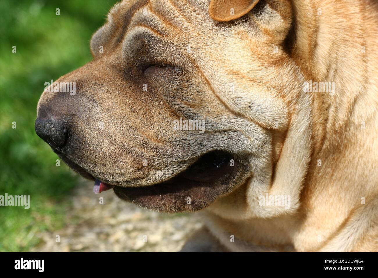 Sharpie dog hi-res stock photography and images - Alamy