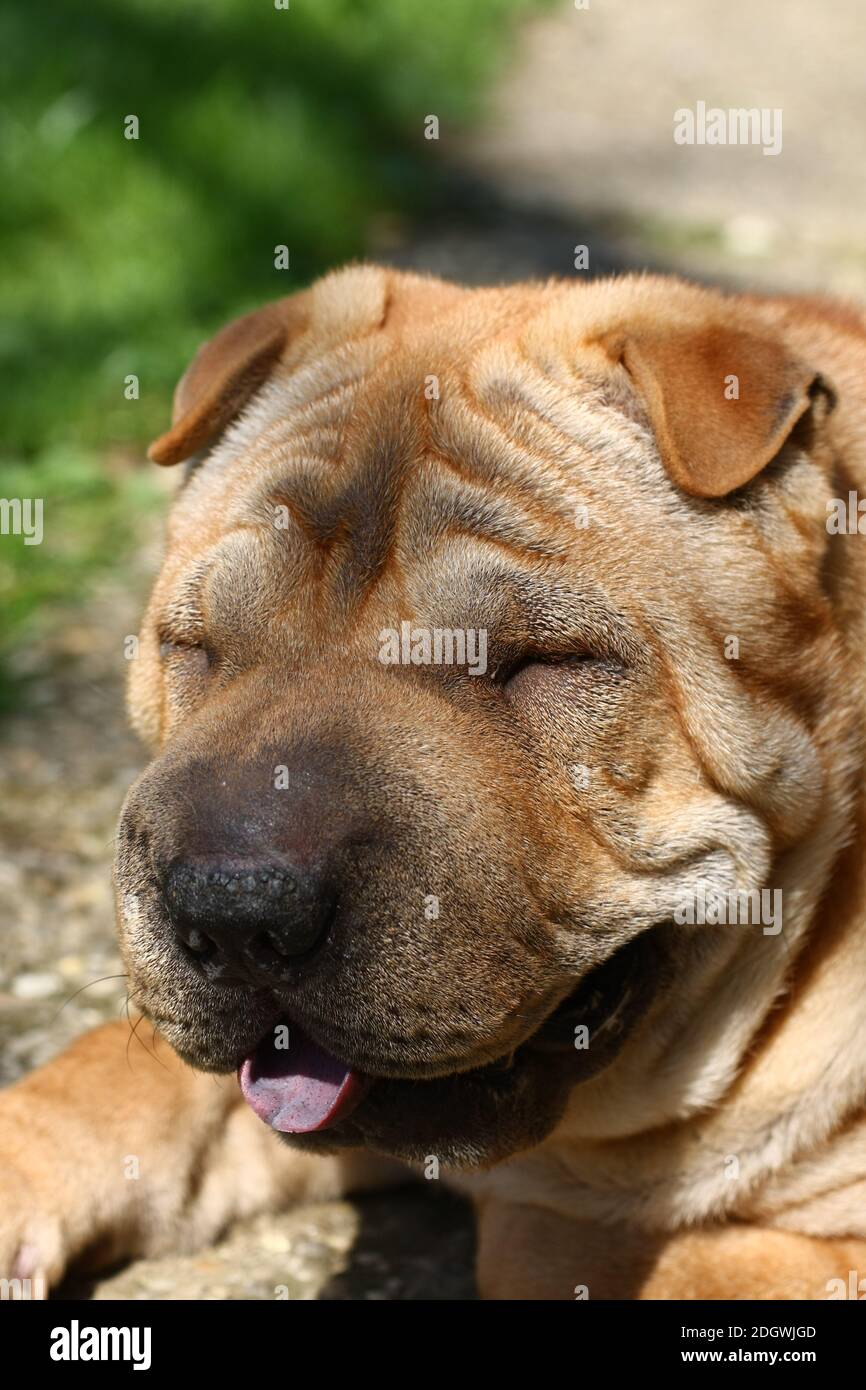 Sharpie dog hi-res stock photography and images - Alamy