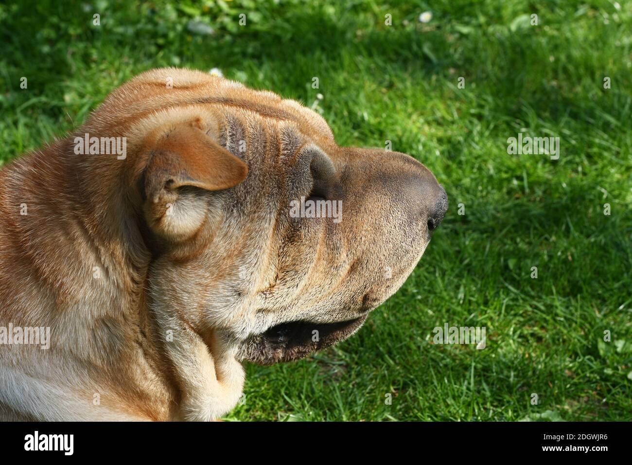 Sharpie dog hi-res stock photography and images - Alamy