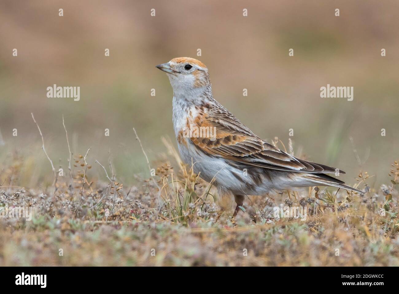 Witvleugelleeuwerik, White-winged Lark, Alauda leucoptera Stock Photo ...