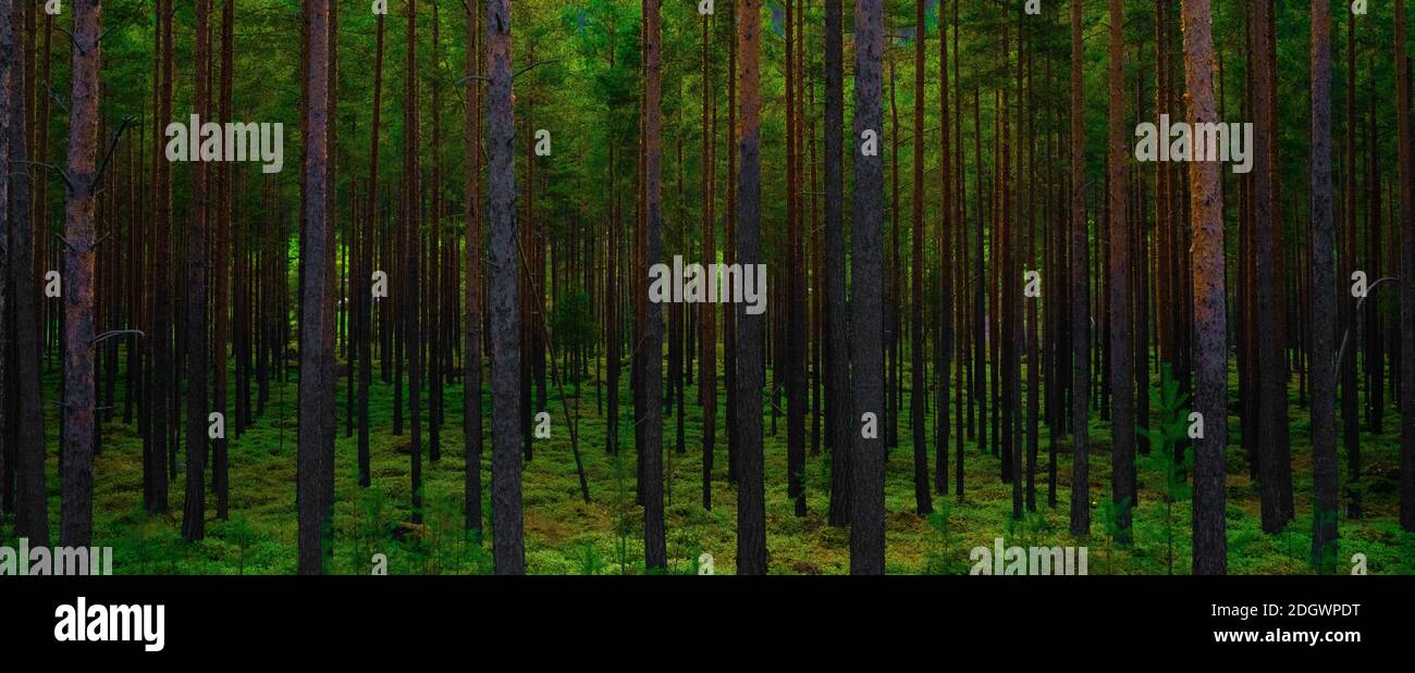 Dense and lush green forest of coniferous trees with slender trunks and ...