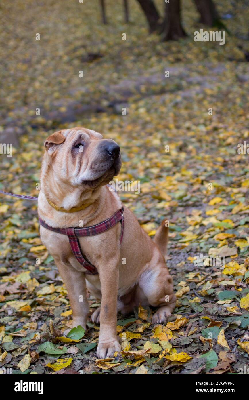 Shar pei adult hi-res stock photography and images - Alamy