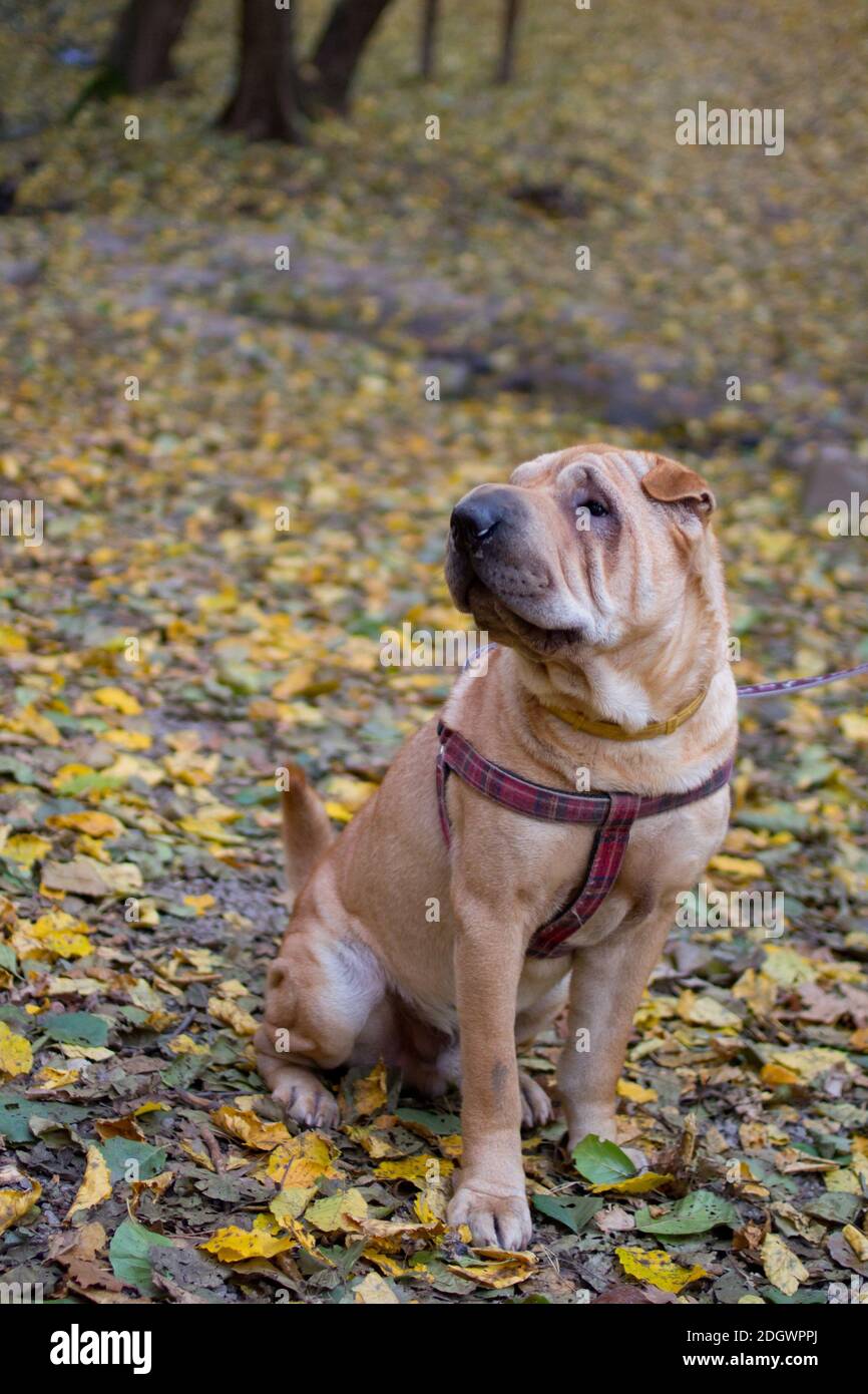 Sharpie dog hi-res stock photography and images - Alamy