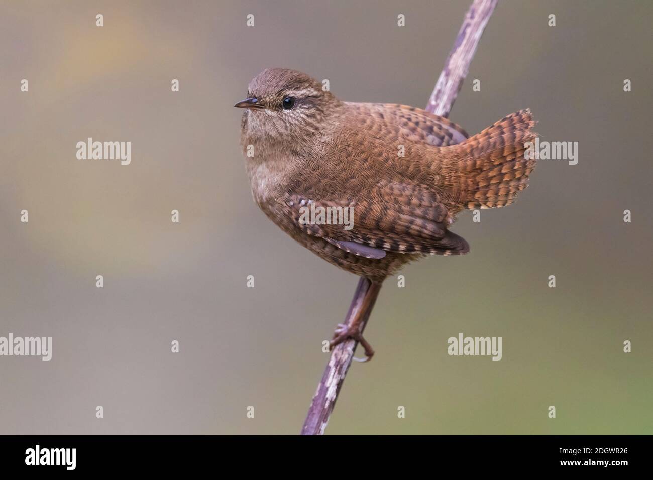 Winterkoning; Wren; Troglodytes troglodytes Stock Photo - Alamy