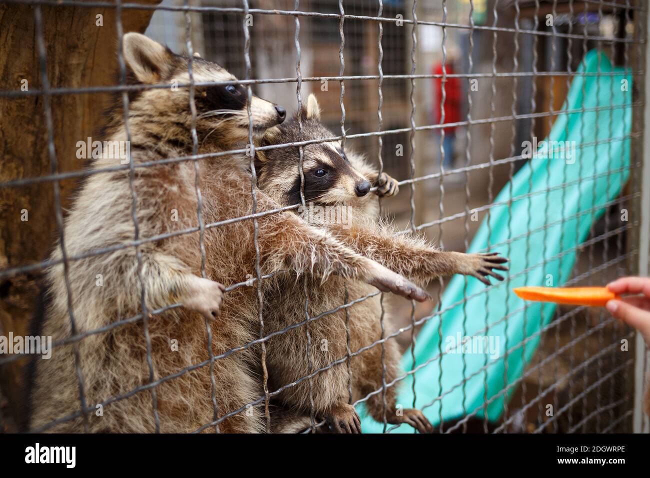 cute fluffy raccoons in a cage at the zoo Stock Photo - Alamy