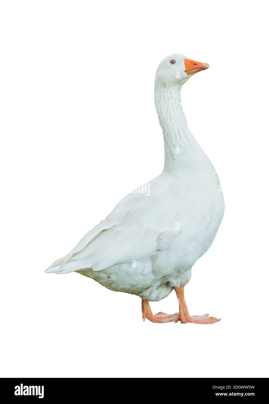 Side View Geese Isolated Photo Stock Photo - Alamy