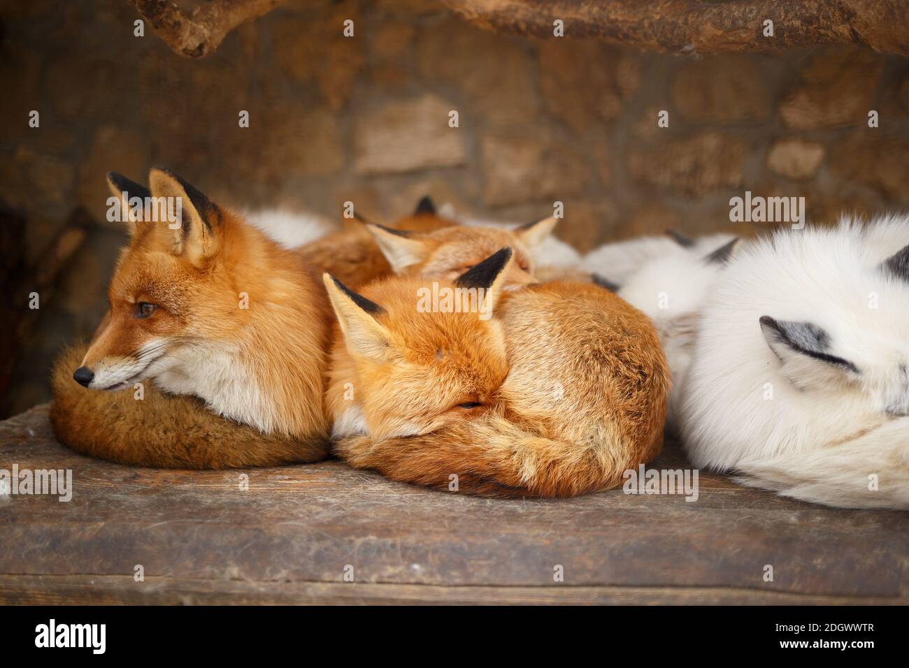cute fluffy foxes in a cage at the zoo Stock Photo - Alamy
