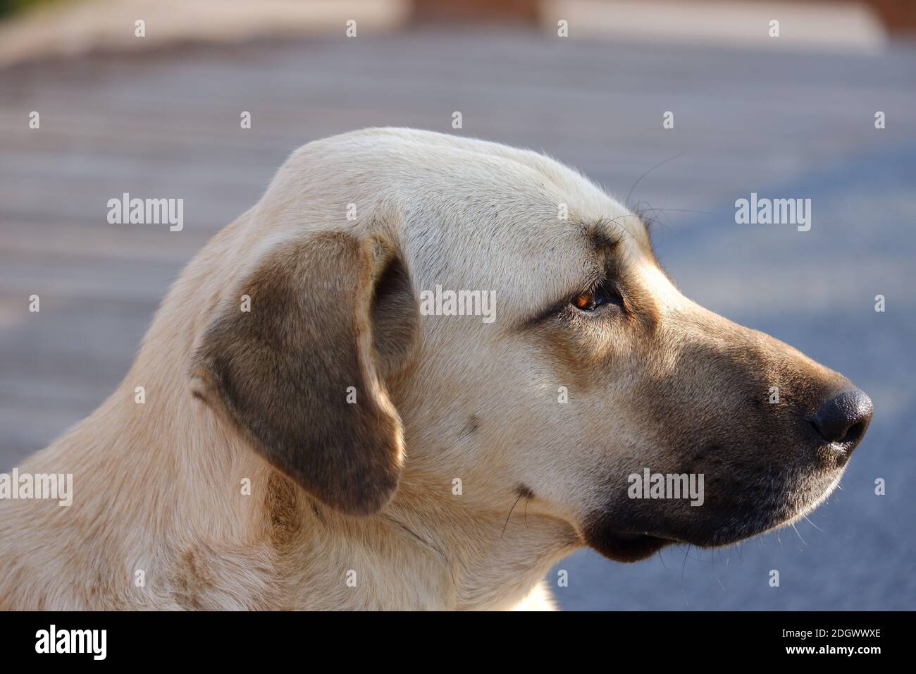 Close up street dog hi-res stock photography and images - Alamy
