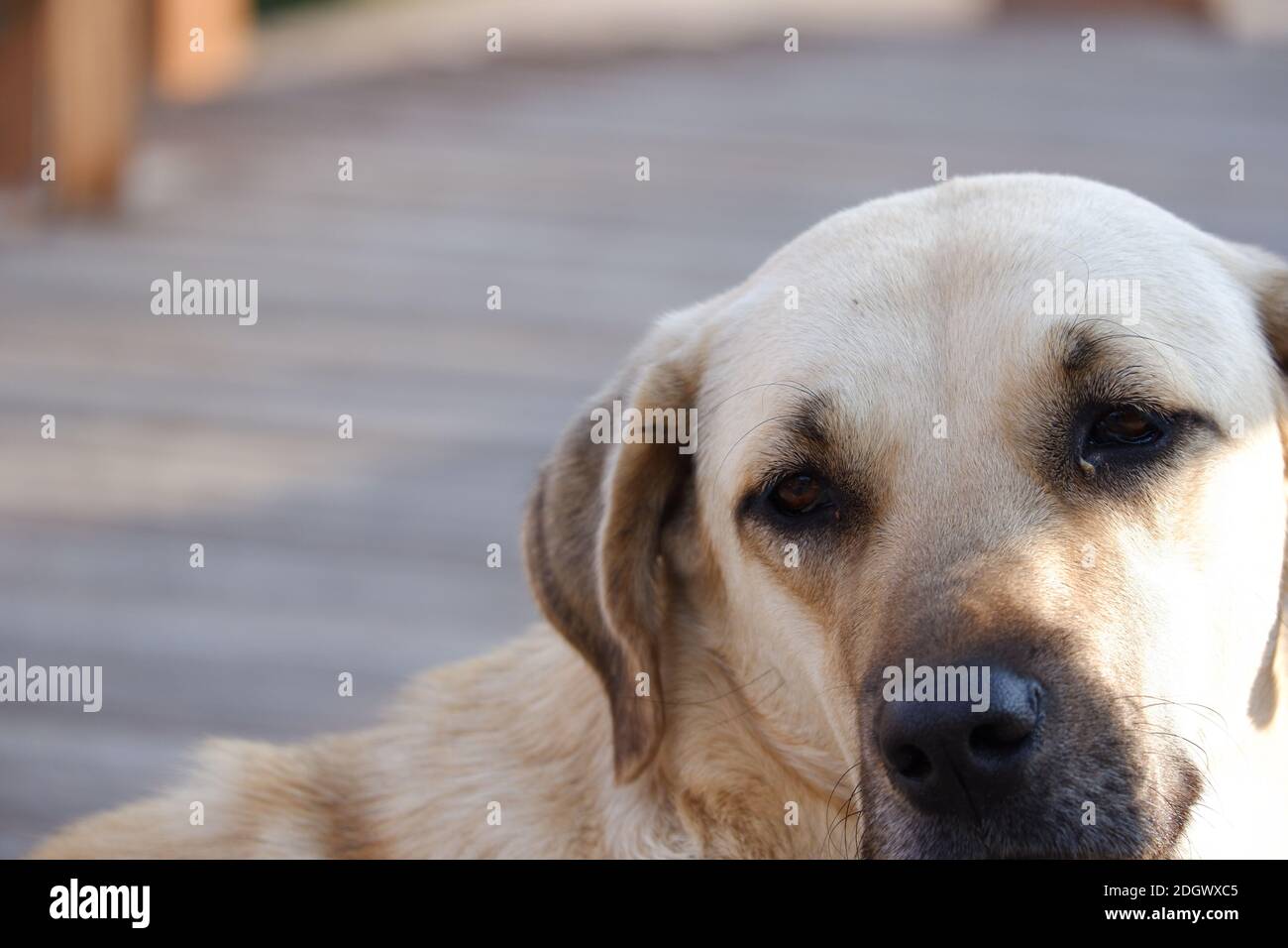 Street Dog Close up on Bridge Stock Photo - Alamy