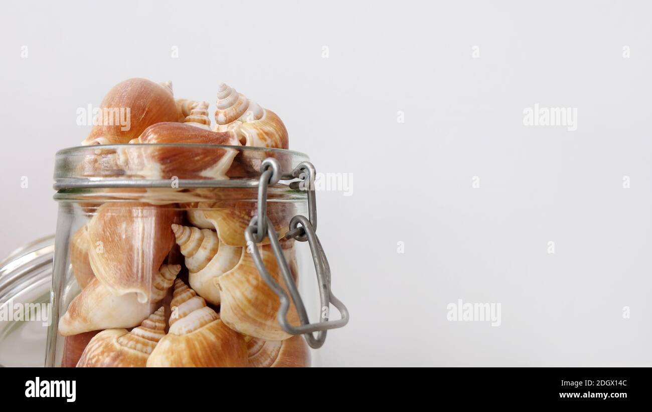 Close up of a glass jar full of the shell of dog conch, a species of ...