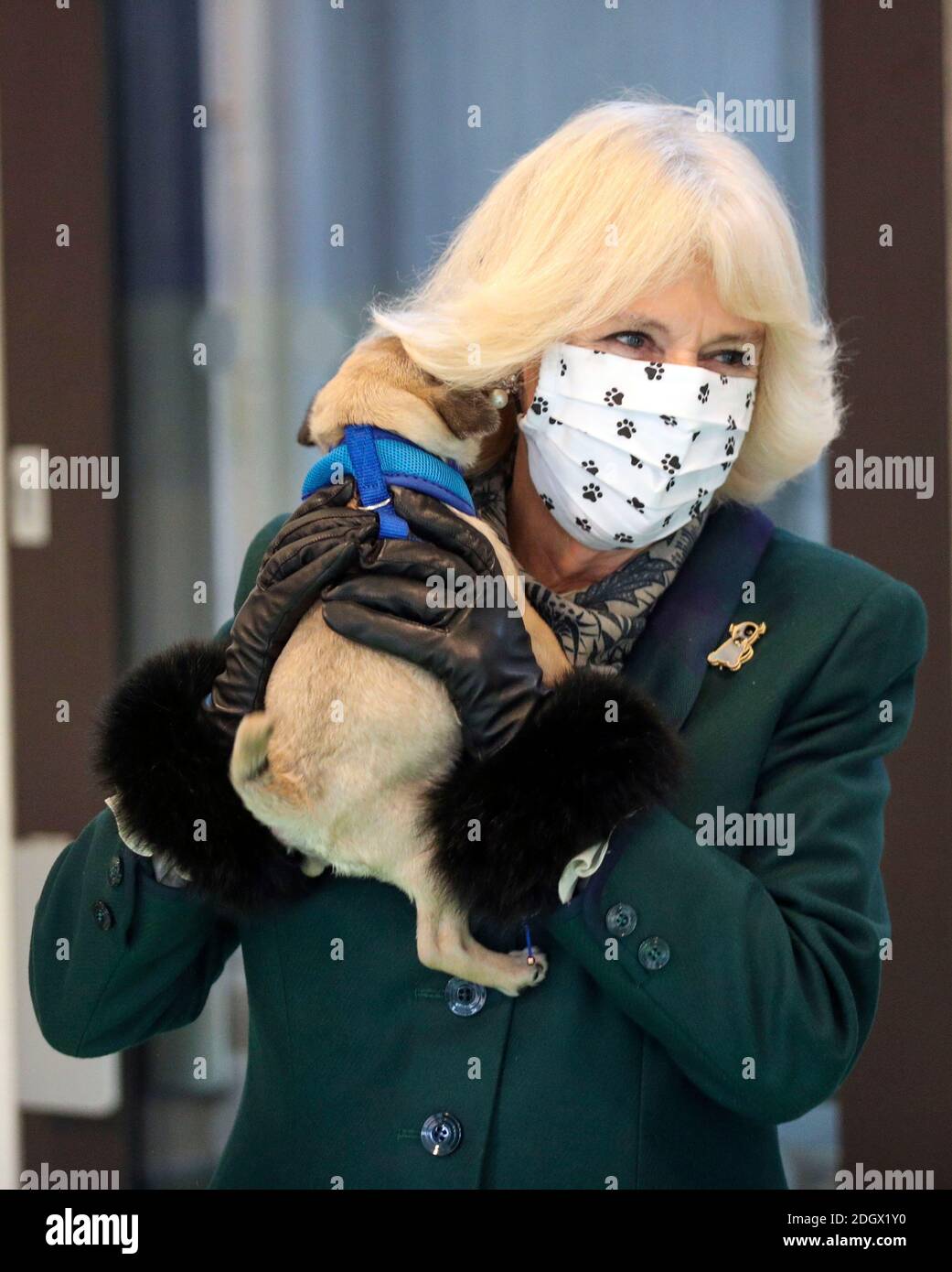 The Duchess of Cornwall meets Pug Puppy called Ernie during a visit to ...