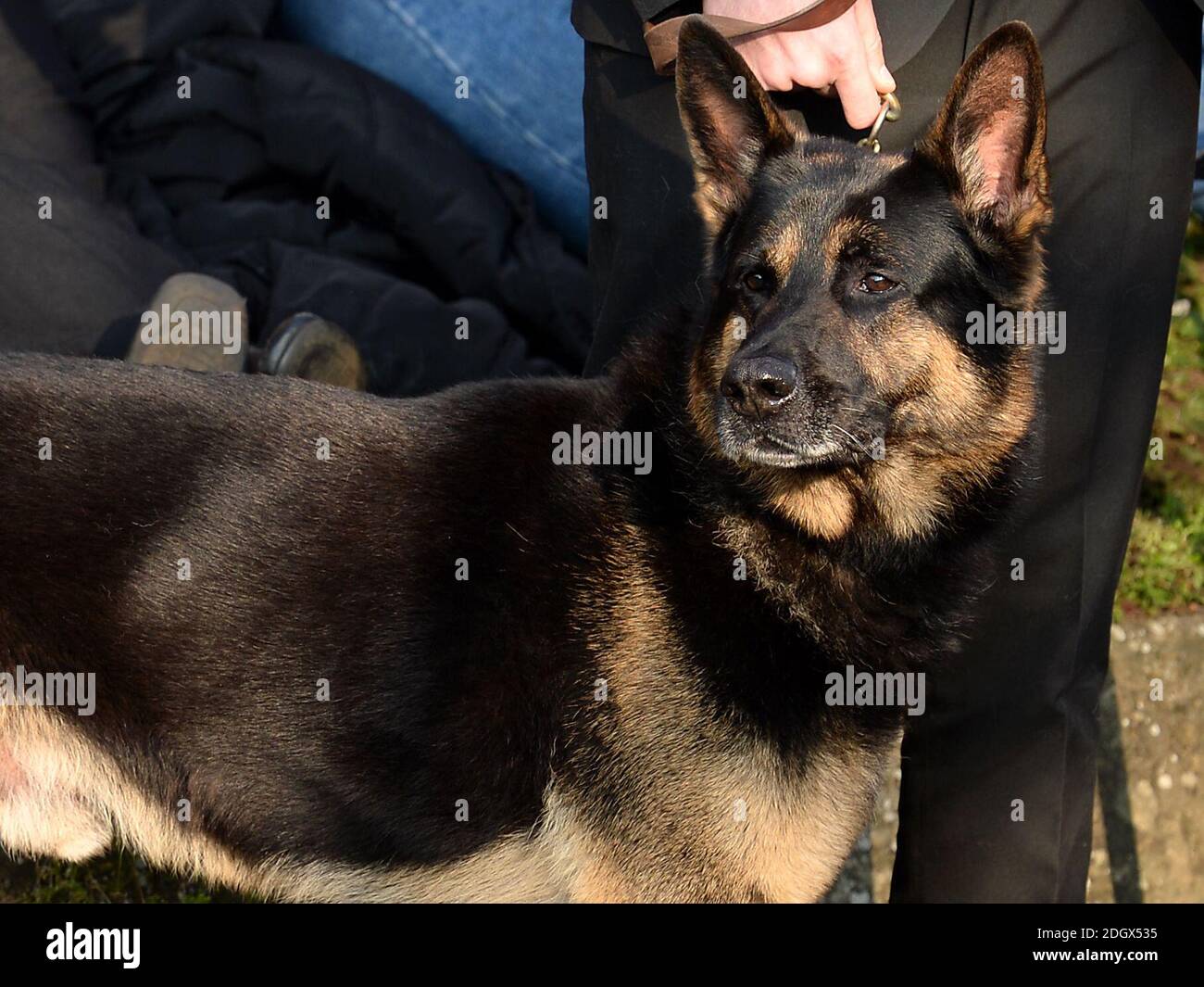 Keith Flint's dog outside St. Mary's Church during the funeral and ...