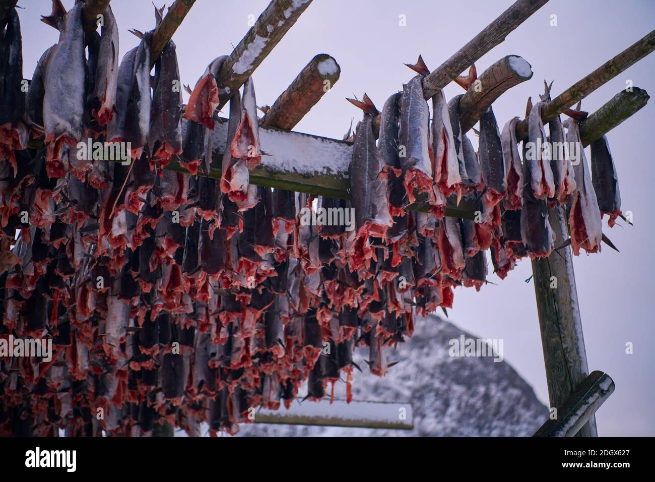 Air drying of Salmon fish on wooden structure at Scandinavian winter ...