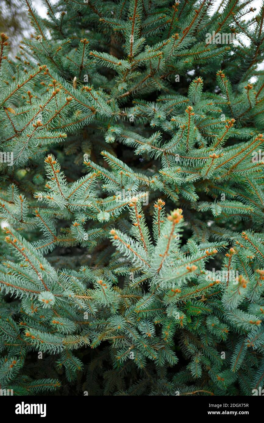 green coniferous tree with cones. great background for design Stock ...