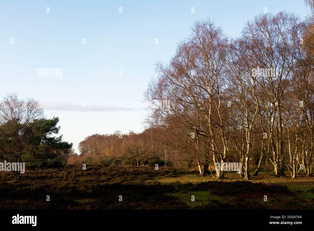 Skipwith Common, North Yorkshire, England UK Stock Photo - Alamy