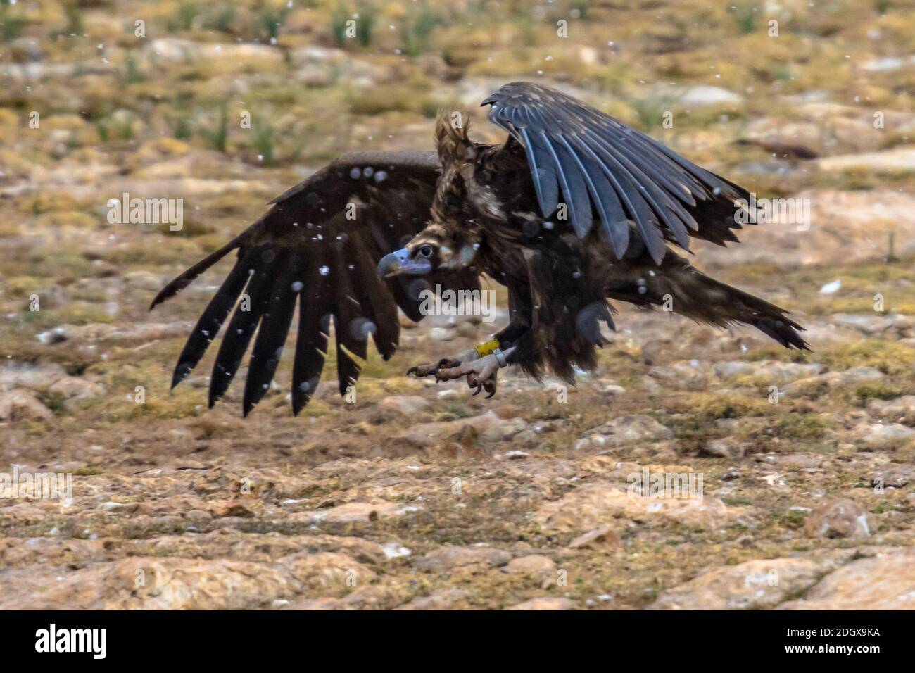 Cinereous vulture (Aegypius monachus) bird taking off from ground in ...