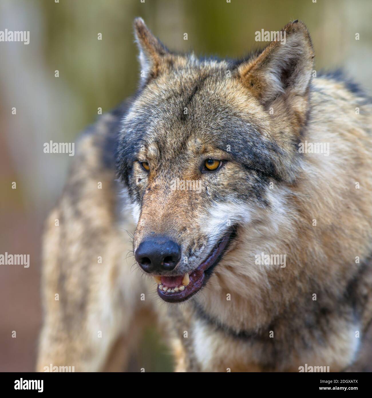 Mean Dangerous Eurasian Gray Wolf (Canis lupus lupus) looking for a ...