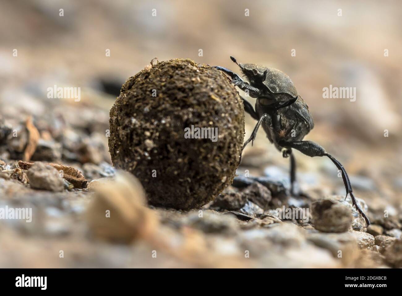dung beetle solving problems while making an effort to roll a ball ...