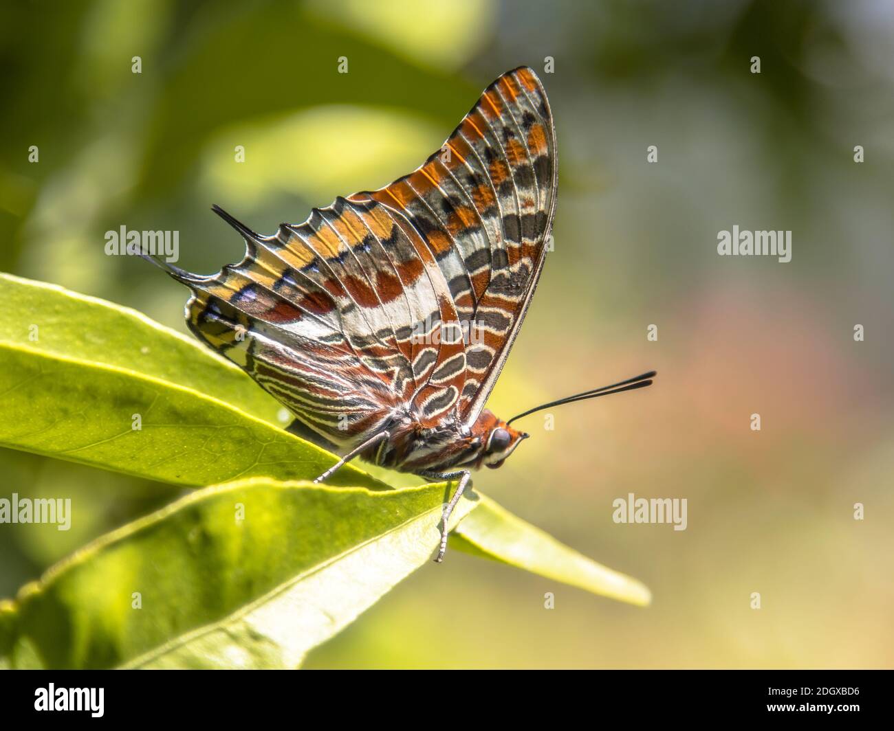 Two tailed pasha butterfly hi-res stock photography and images - Alamy