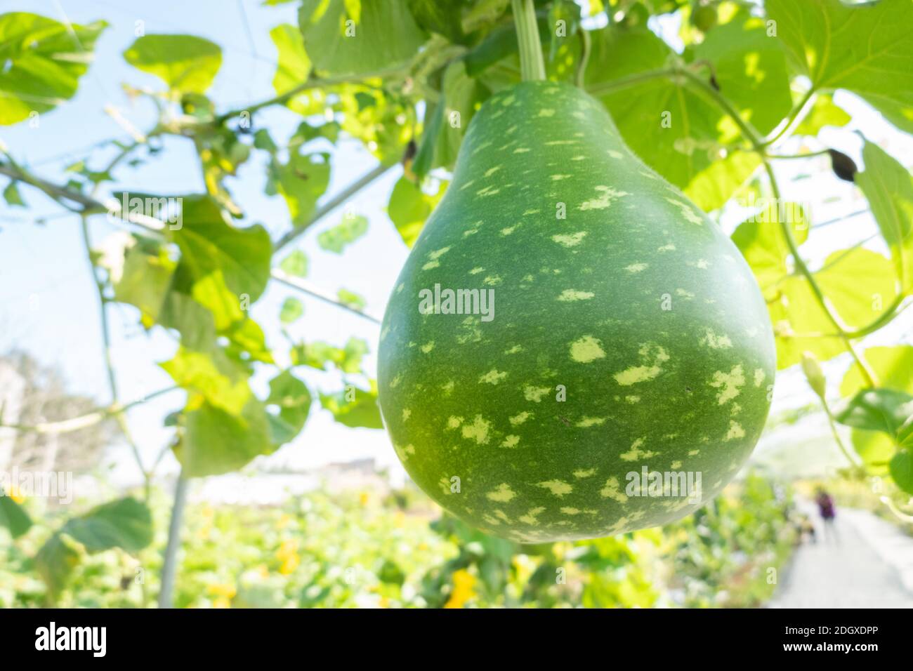 Green bottle gourd Stock Photo - Alamy