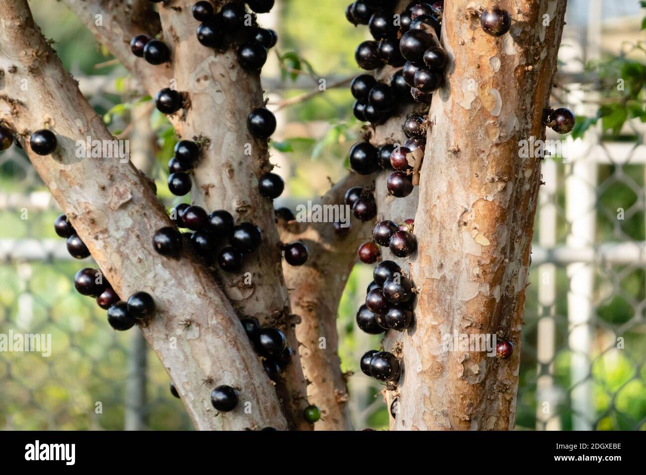 Jaboticaba tree with fruits Stock Photo - Alamy