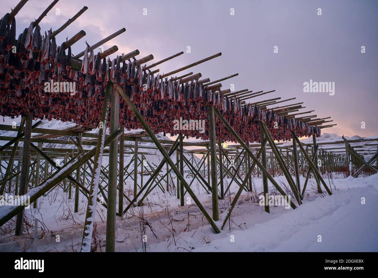 Air drying of Salmon fish on wooden structure at Scandinavian winter ...