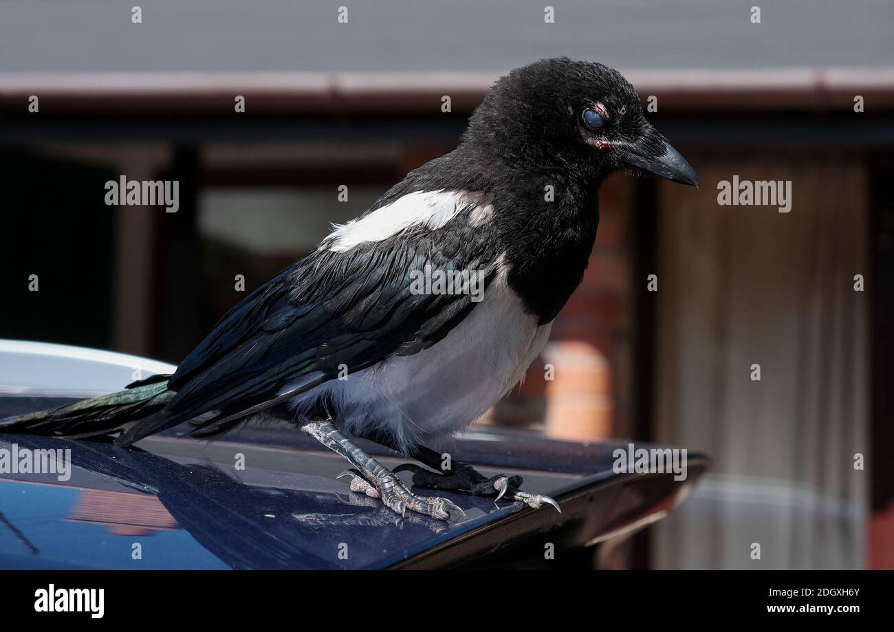 Wide angle magpie hi-res stock photography and images - Alamy