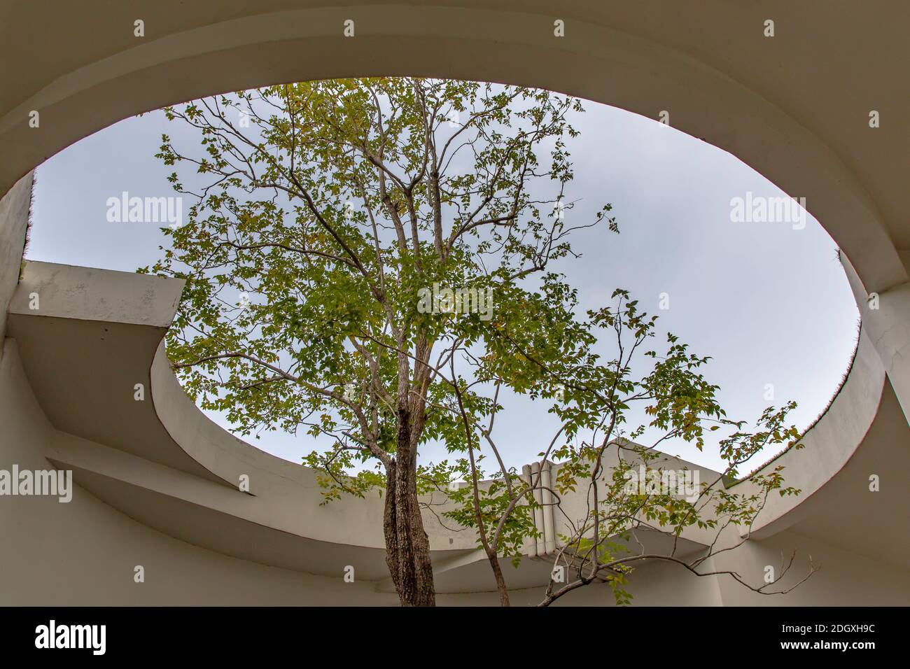A big tree in the middle of building in summer time. Building design ...