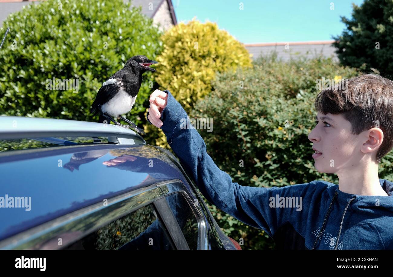 A young boy reaches out to touch a friendly magpie which is perched on ...