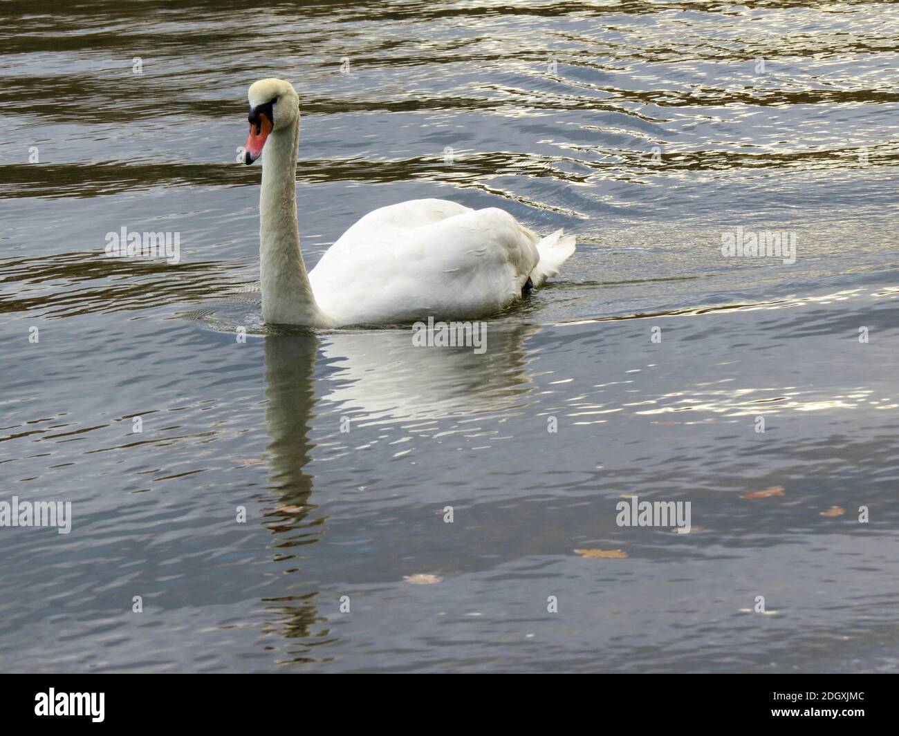 elegant swan gliding through the water Stock Photo - Alamy