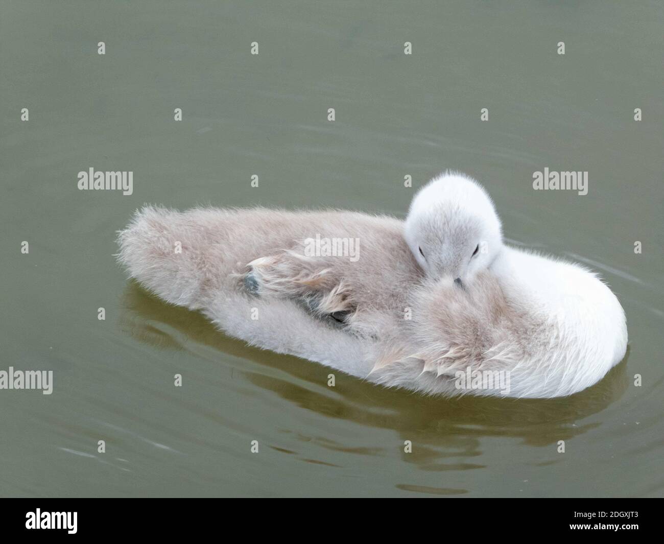 beautiful signet having a snooze on the water Stock Photo - Alamy