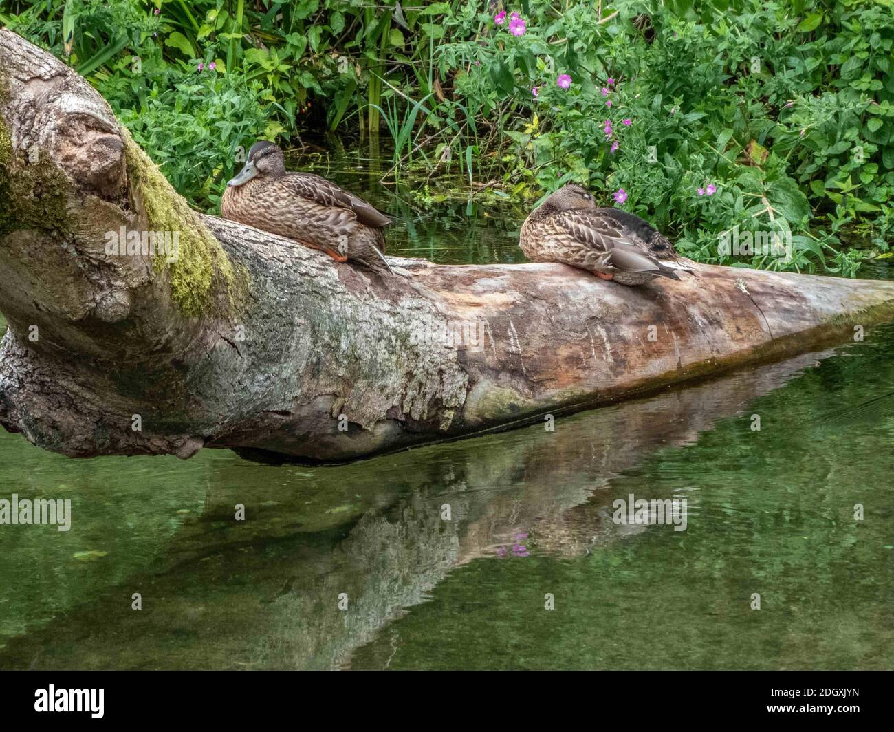 Two mallard ducks in tree hi-res stock photography and images - Alamy