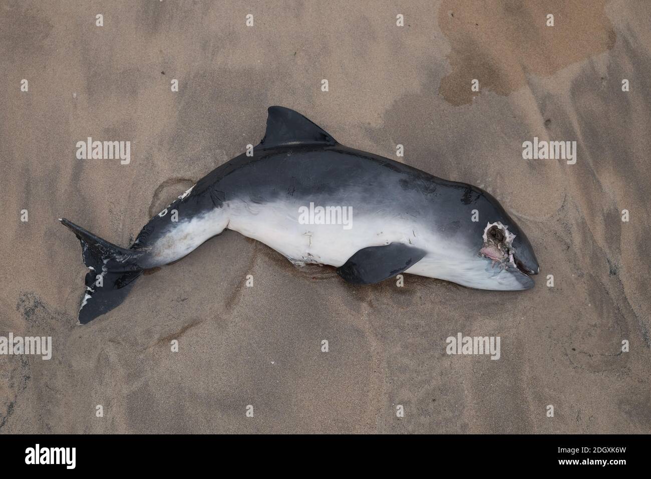 A dead baby Harbour porpoise washed up on Sauntons sands beach Devon ...