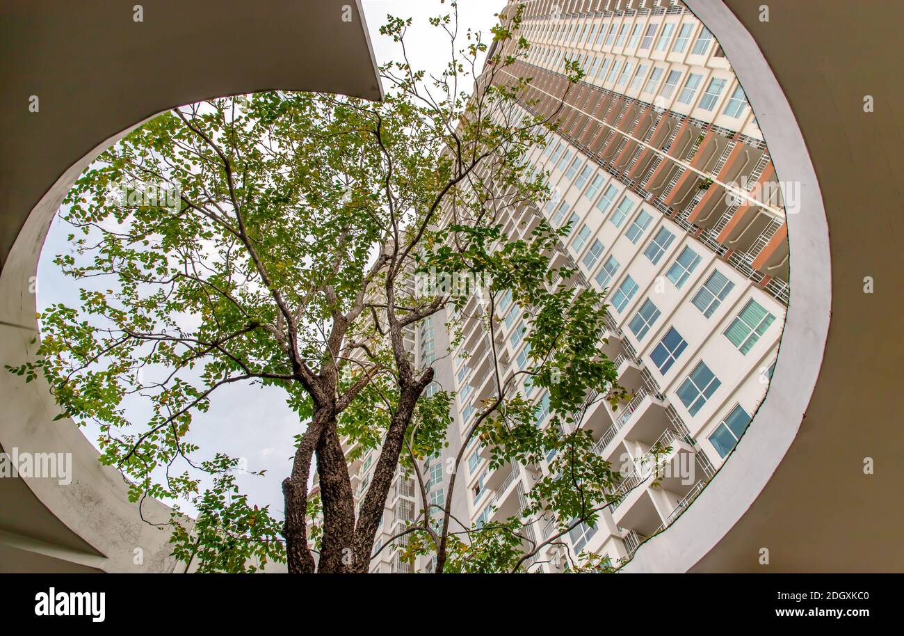 Bangkok, Thailand - Dec 09, 2020 : A big tree in the middle of building ...