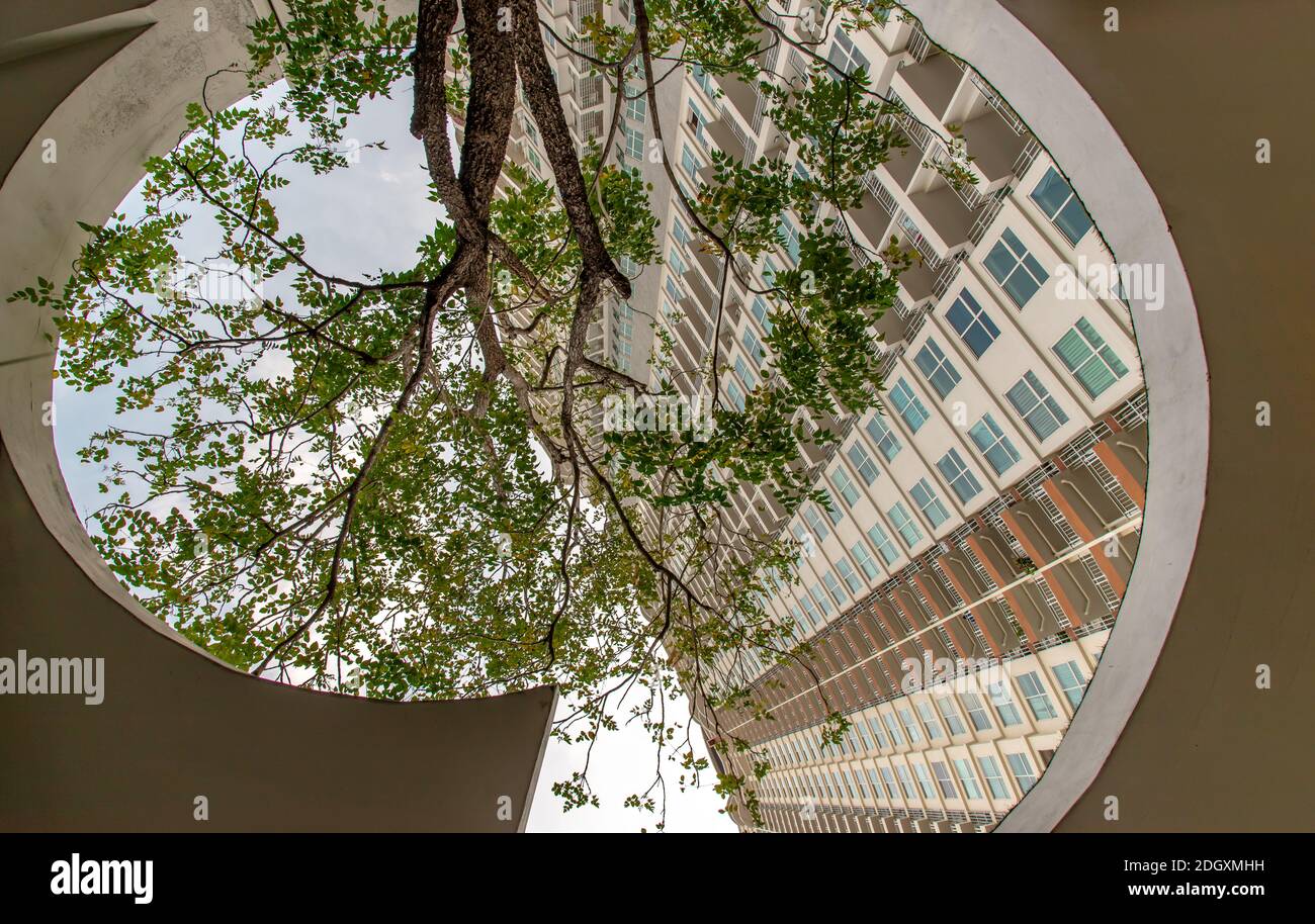 Bangkok, Thailand - Dec 09, 2020 : A big tree in the middle of building ...