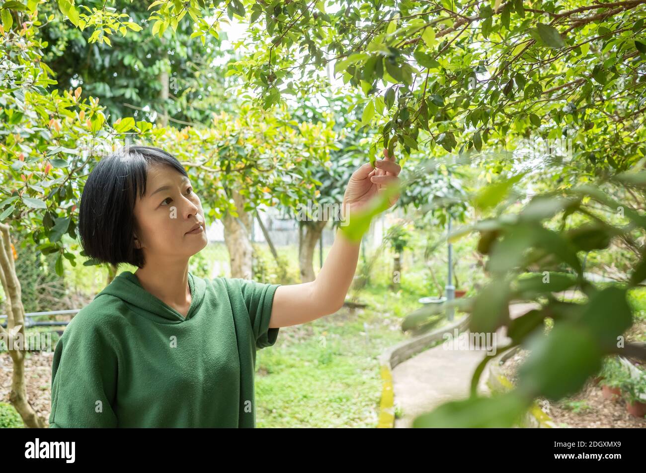 Look on the leaves hi-res stock photography and images - Alamy