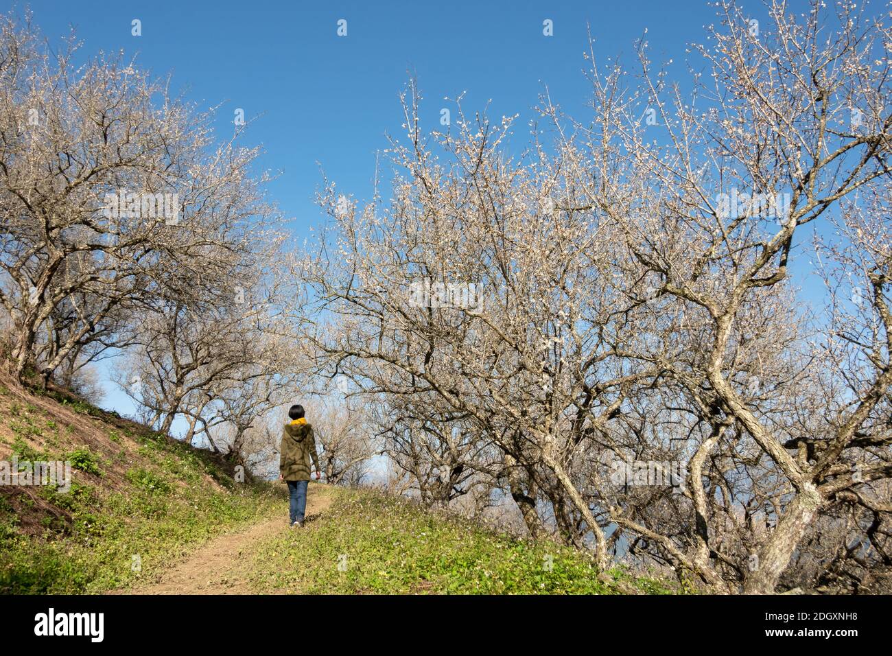Plum tree landscape hi-res stock photography and images - Alamy