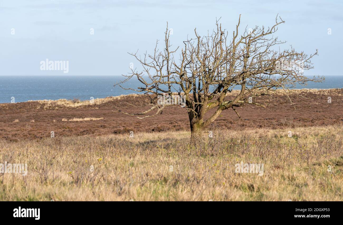 Heathland landscapes hi-res stock photography and images - Alamy