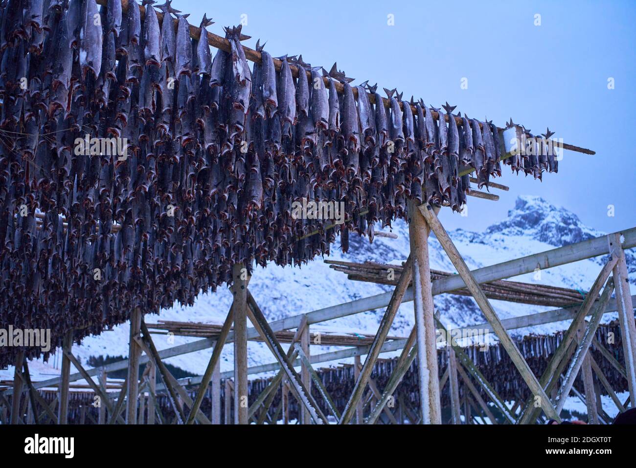 Air drying of Salmon fish on wooden structure at Scandinavian winter ...