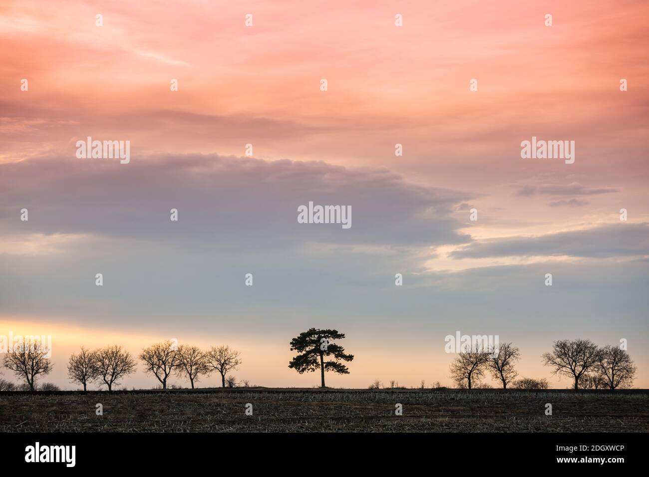 Trees in a line with sunset Stock Photo - Alamy