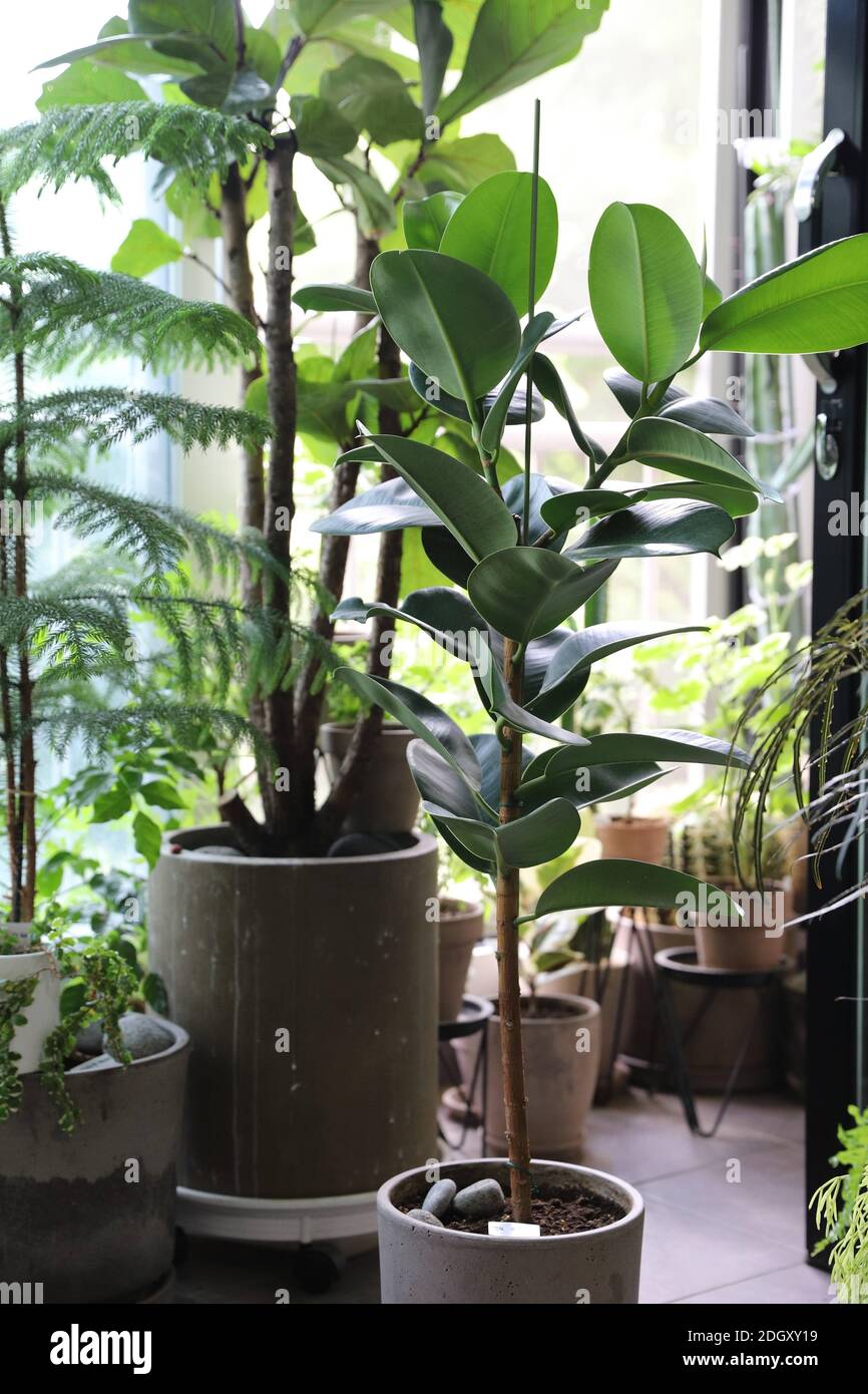 Ficus tree in pot hi-res stock photography and images - Alamy