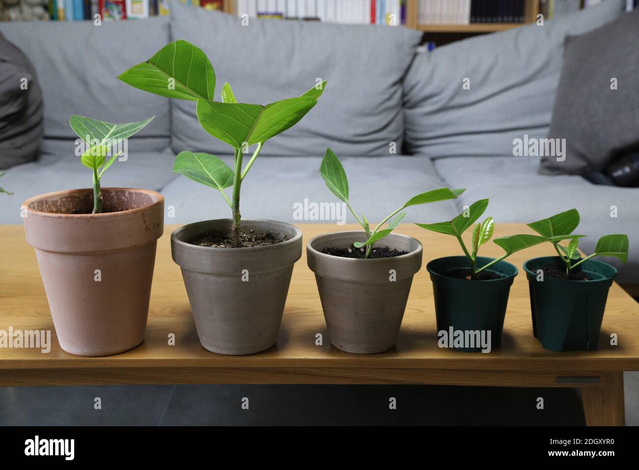 Ficus elastica interior hi-res stock photography and images - Alamy
