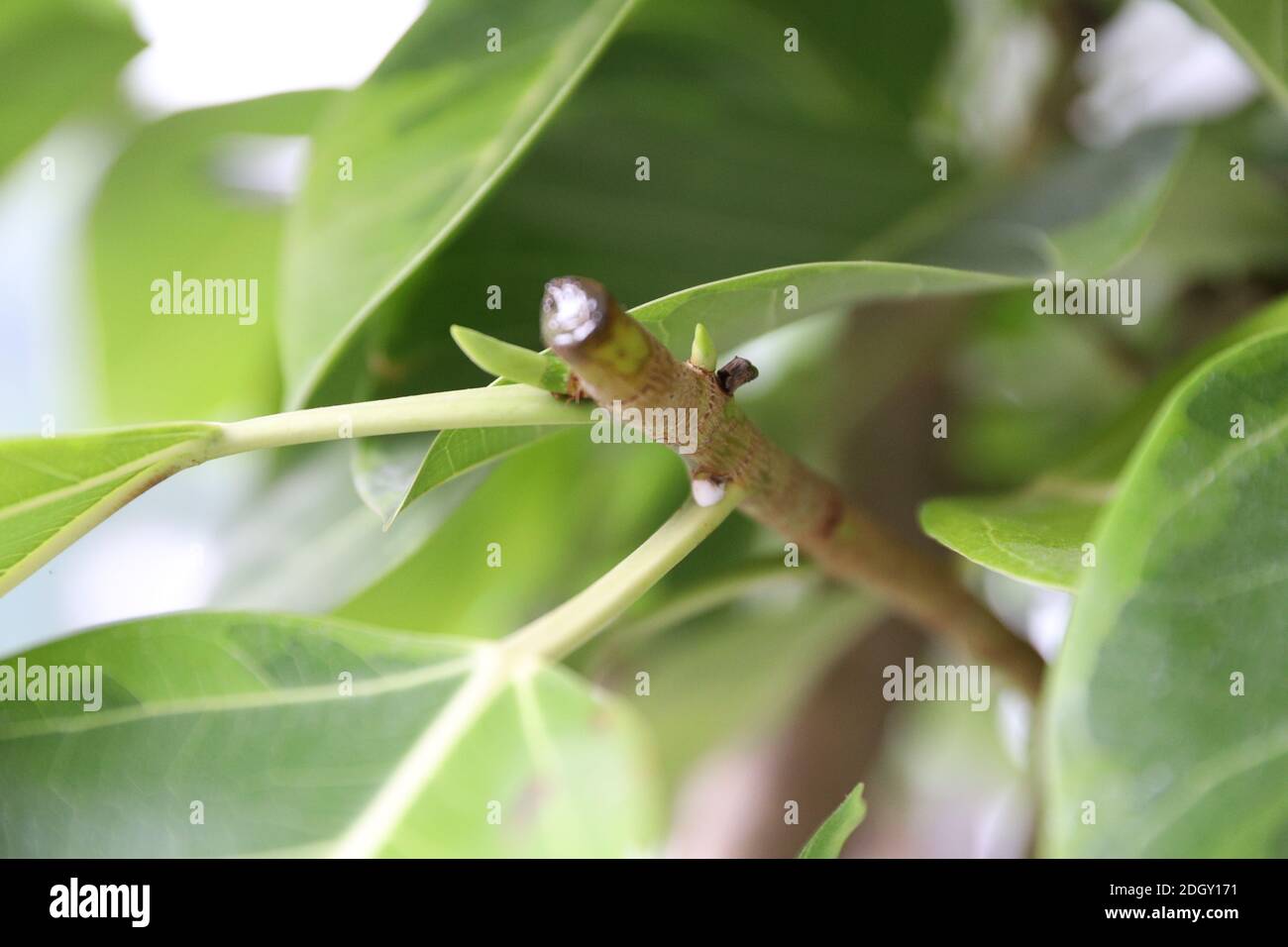 Ficus tree growing new leaves hi-res stock photography and images - Alamy