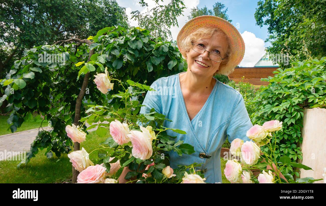 Growing roses hi-res stock photography and images - Alamy