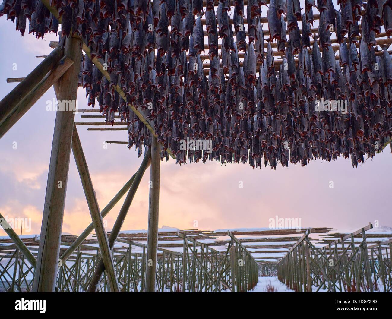 Air drying of Salmon fish on wooden structure at Scandinavian winter ...
