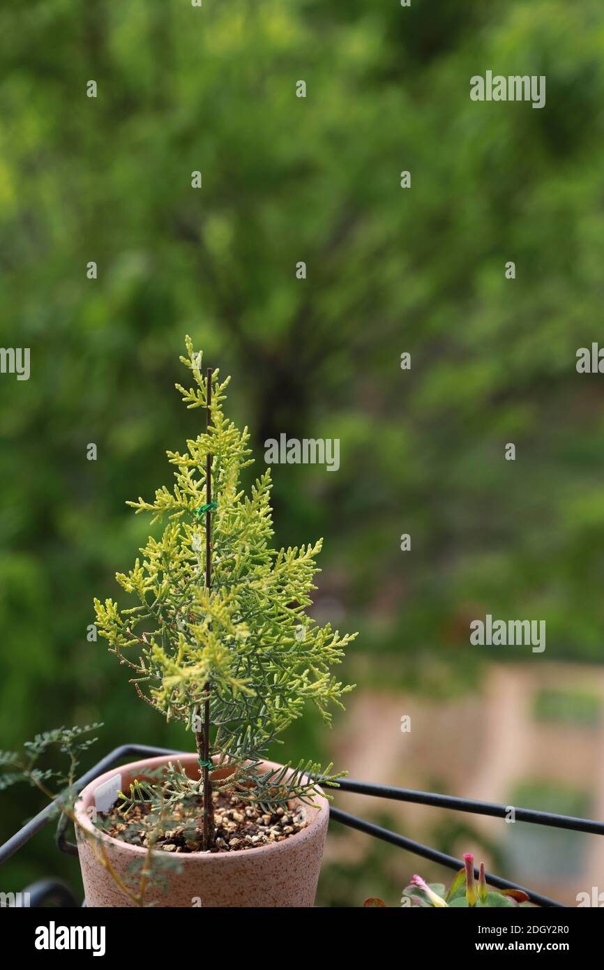 Cypress trees close up hi-res stock photography and images - Alamy
