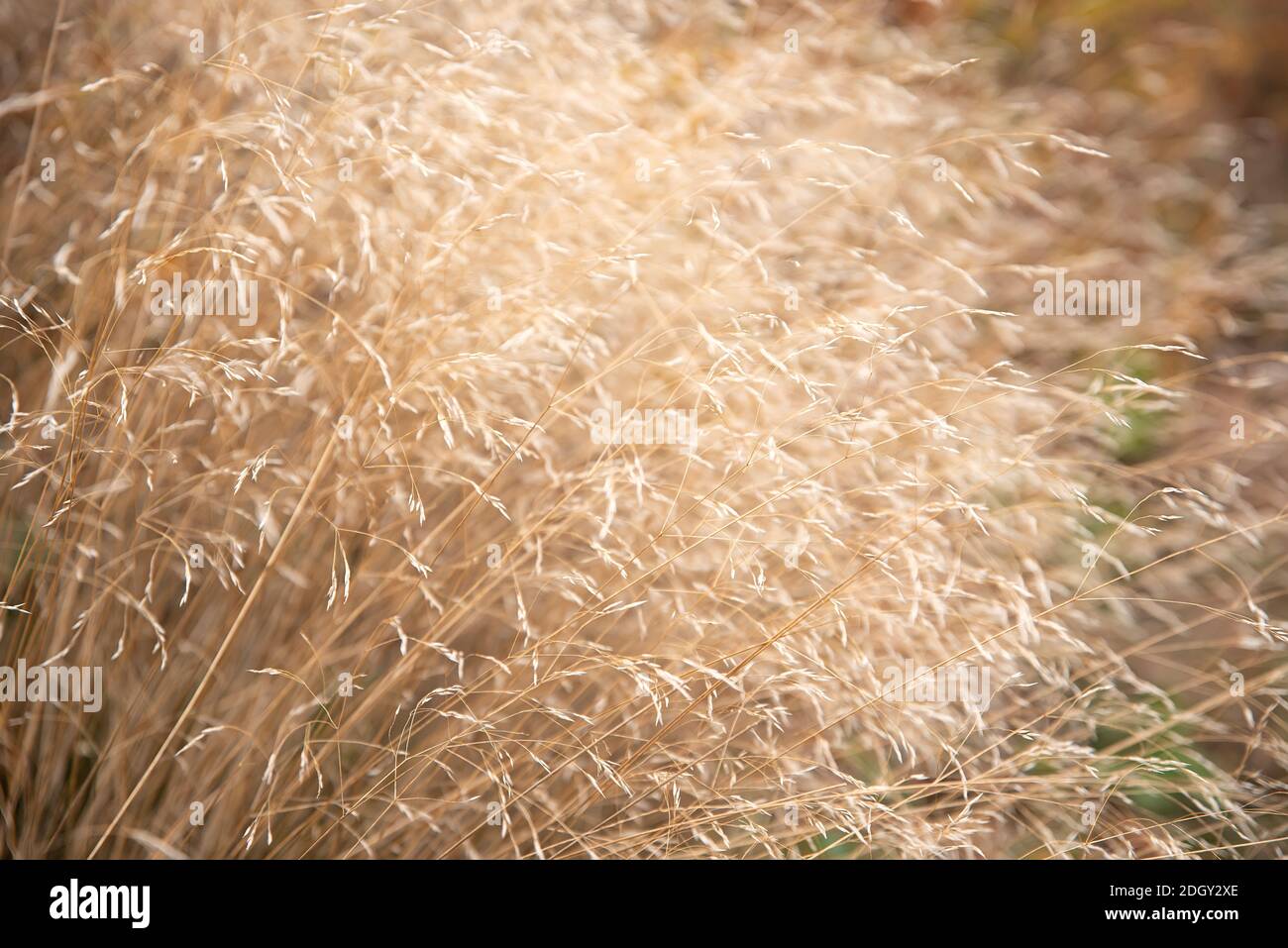 Ripe wild oat spilling in the wind in hot summer Stock Photo - Alamy