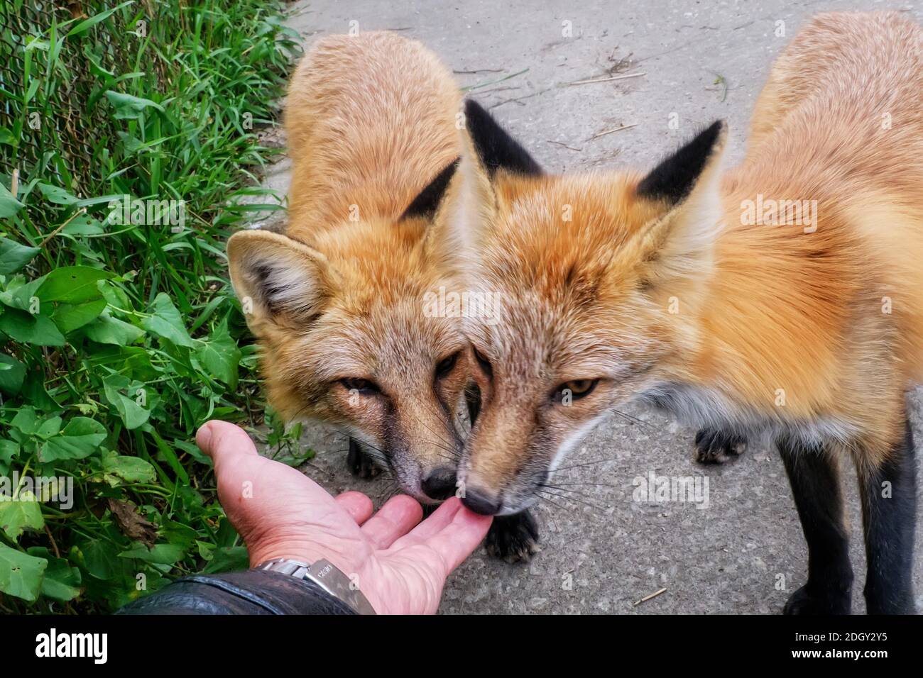 Tamed foxes playing with man's hand Stock Photo - Alamy