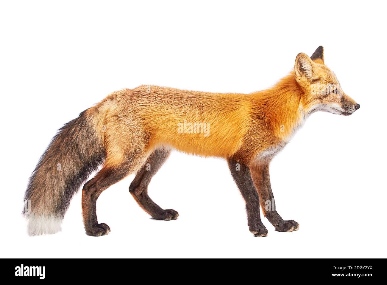 Fox isolated on white background Stock Photo - Alamy